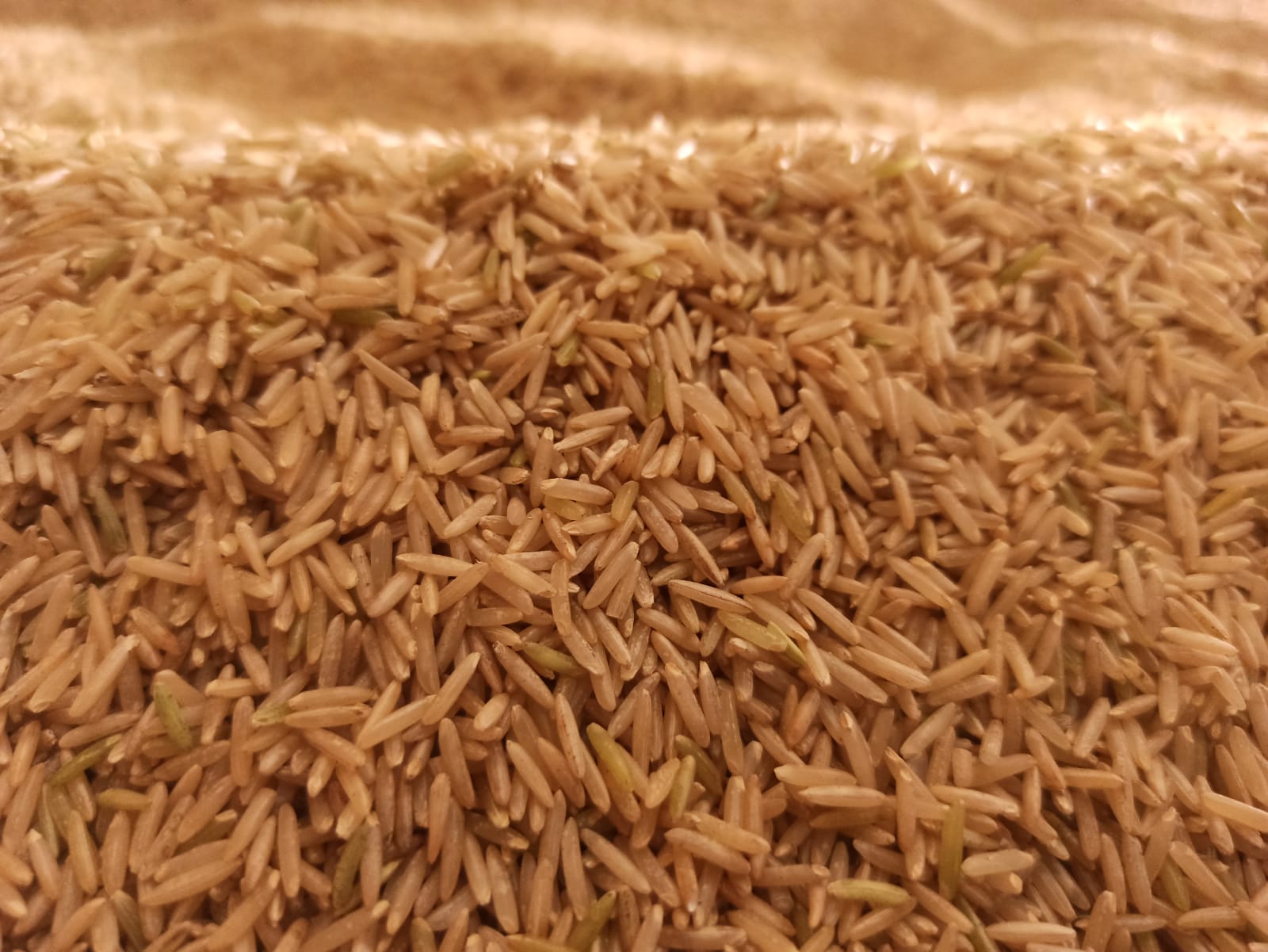 Kafaaf.pk – Premium Rice Exporters